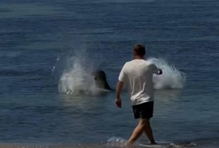 Hawaiian hailed as hero for beating entitled tourist caught hurling ...