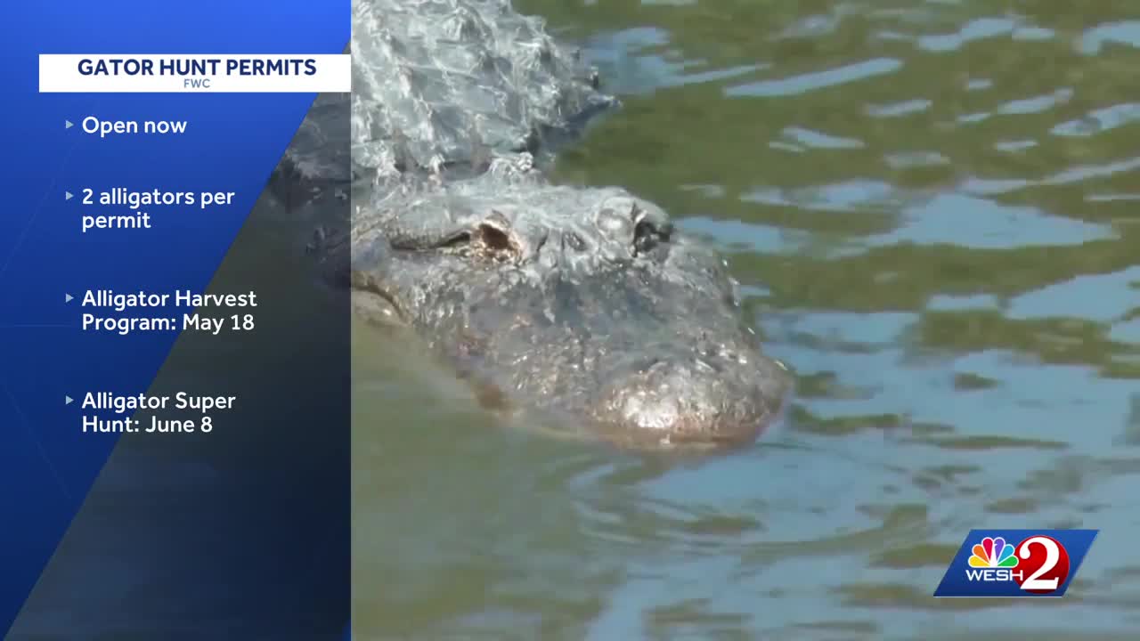 Want to hunt gators in Florida? Applications are now open statewide