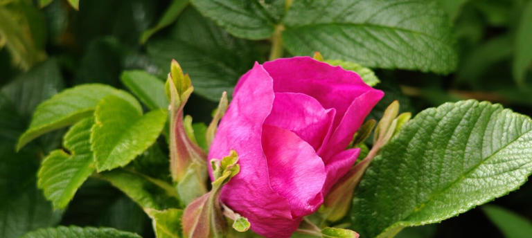 Alan Titchmarsh names flower ‘no garden is complete without’