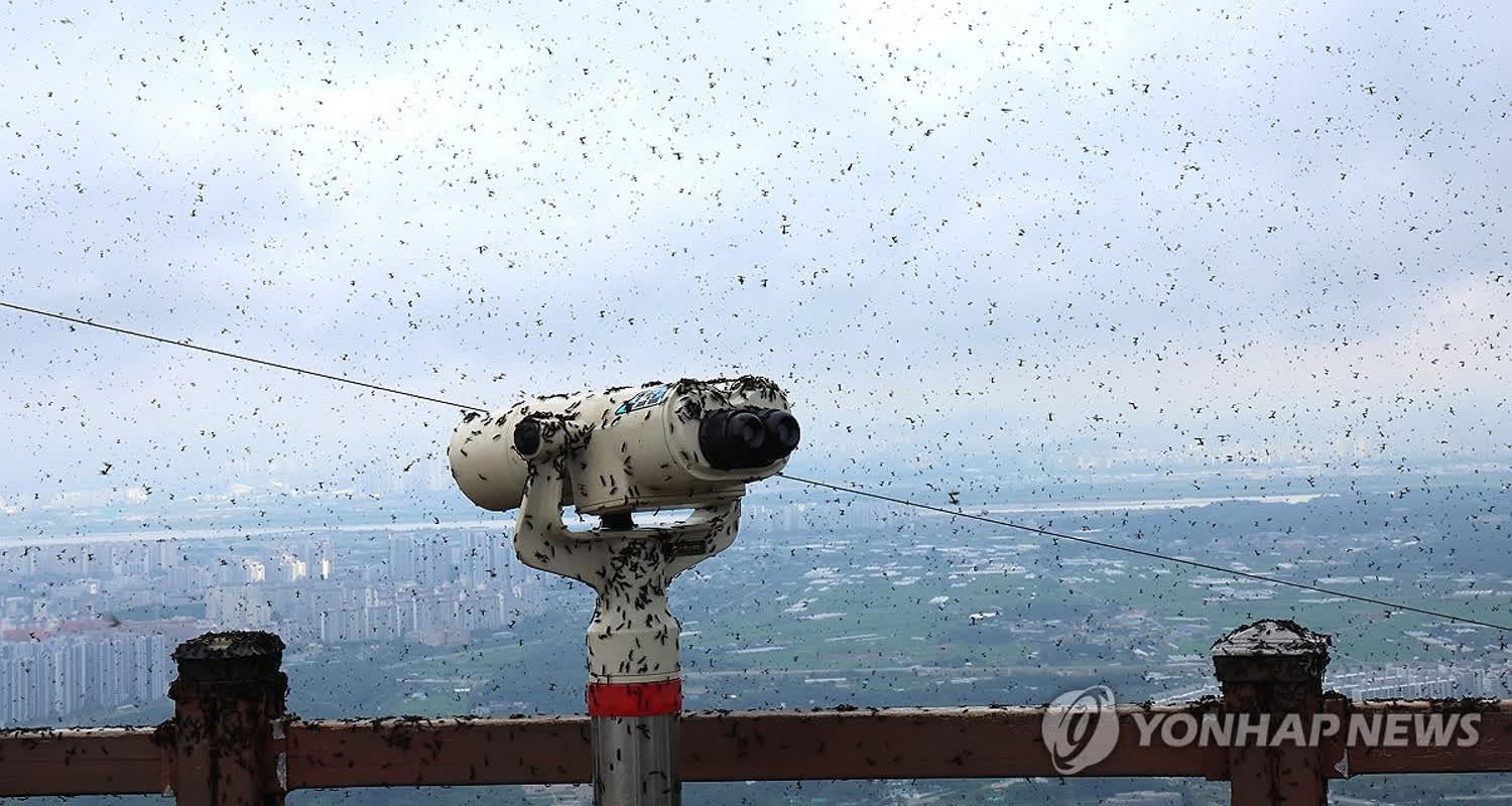 “우글우글, 러브 안해”…러브버그, 올해 활동 최성기는 ‘6월 24일’