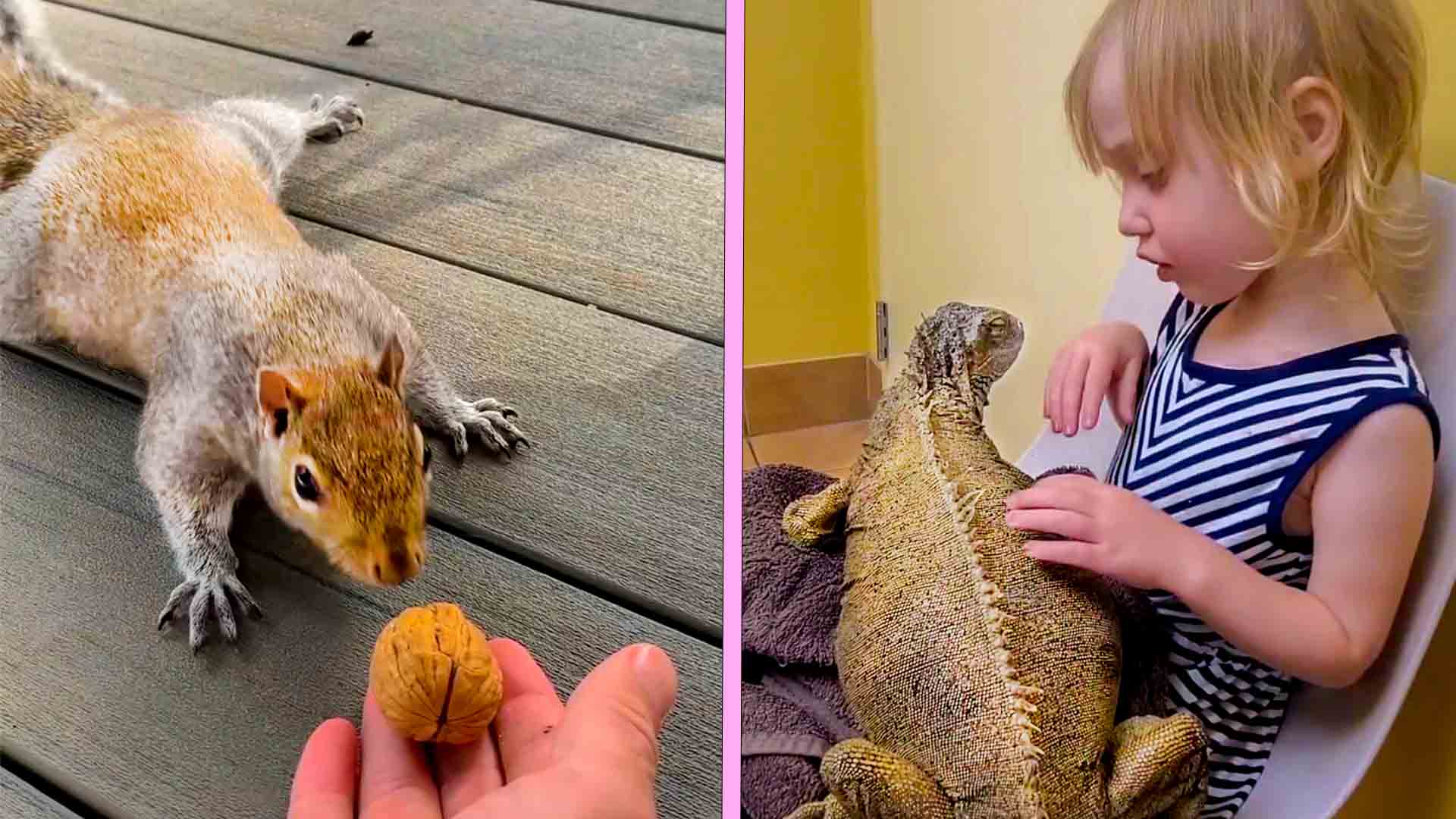 Wholesome animal moments compilation pets toddlers and heartwarming bonds