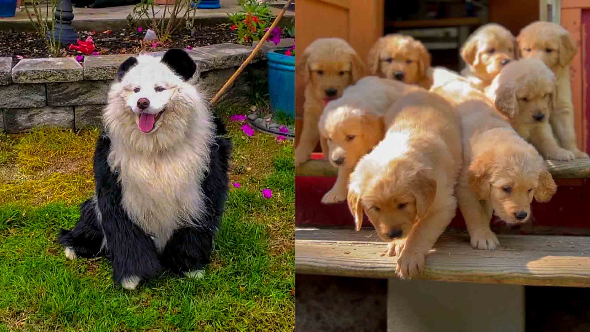 Wholesome dog moments compilation puppies zoomies toys and sweet reunions