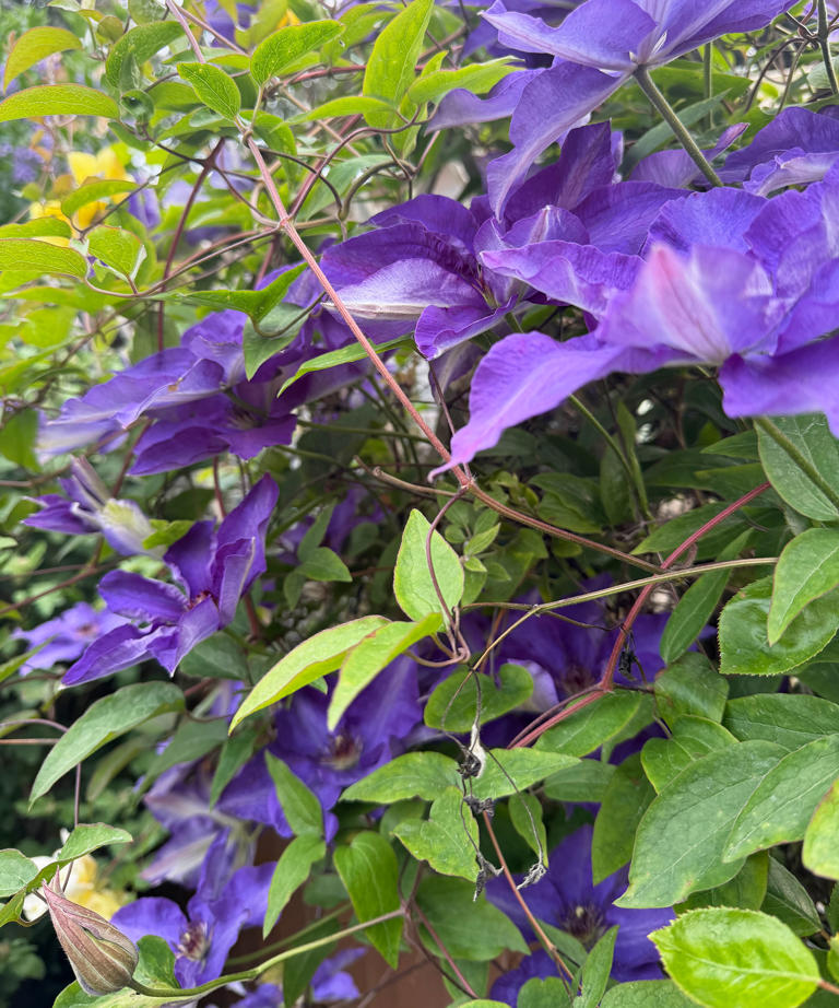 What to do with clematis in May – 5 simple jobs that lead to bigger ...