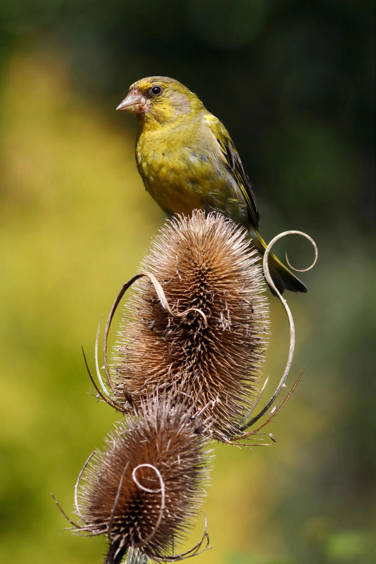 How bird feeders may be behind a sharp decline in beloved UK creatures