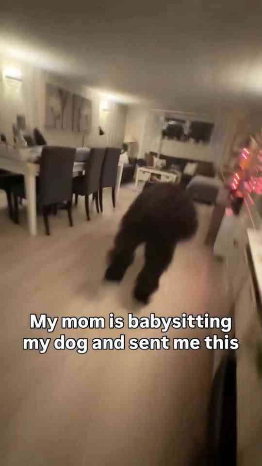 My mom was babysitting my dog then she sent me this