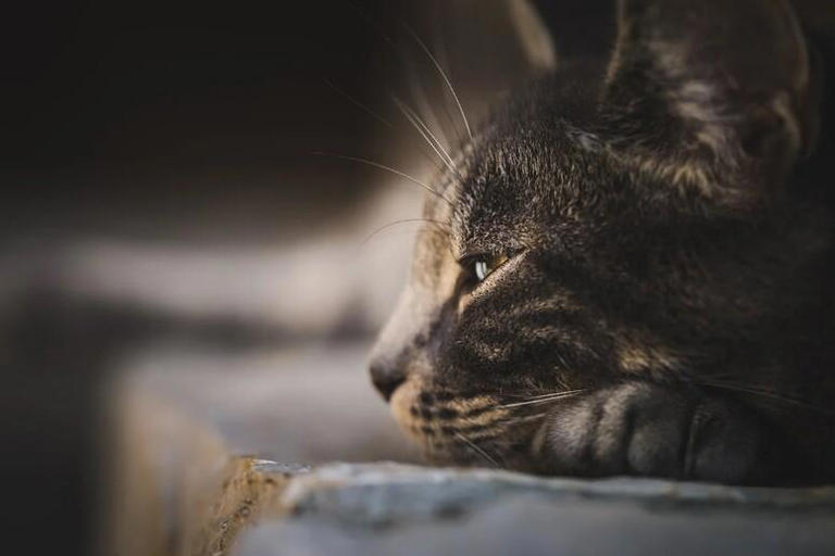 In attesa delle analisi dopo la perdita improvvisa del loro animale ...