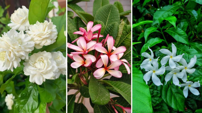 Fragrant flowers to grow at home for beauty, aroma and low-maintenance ...