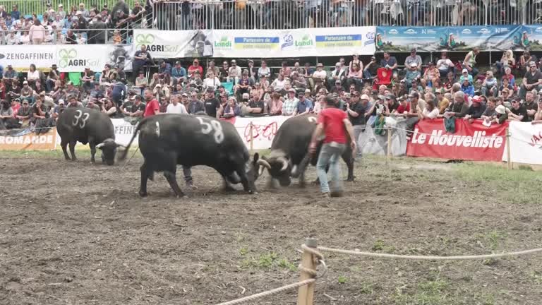 Swiss 'cow queens' clash in test of strength