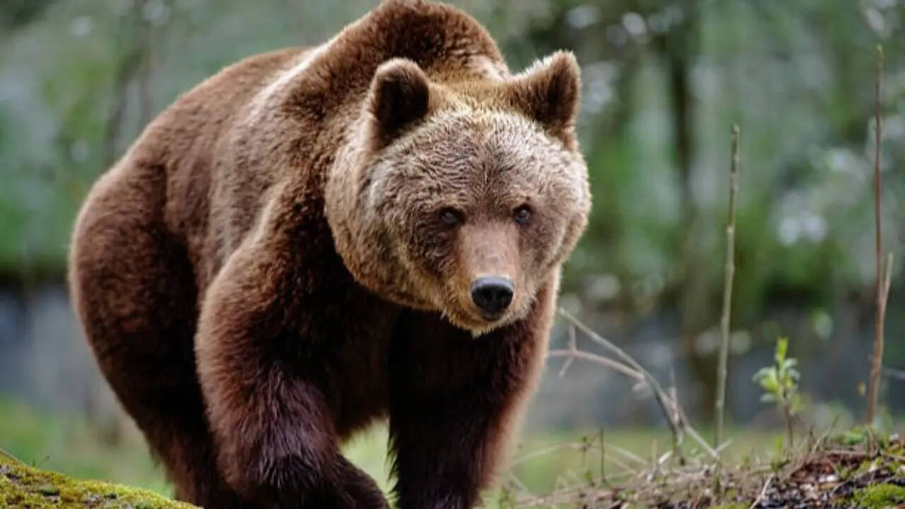 What to do if you encounter a bear in the wild: The most common ...