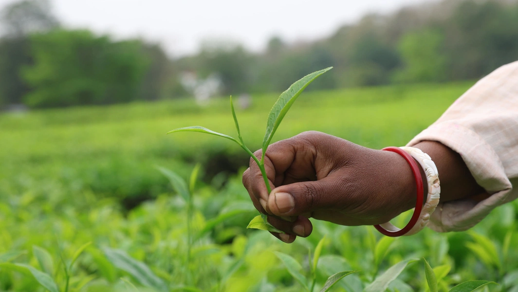 Climate change threatens flavour and supply of British tea