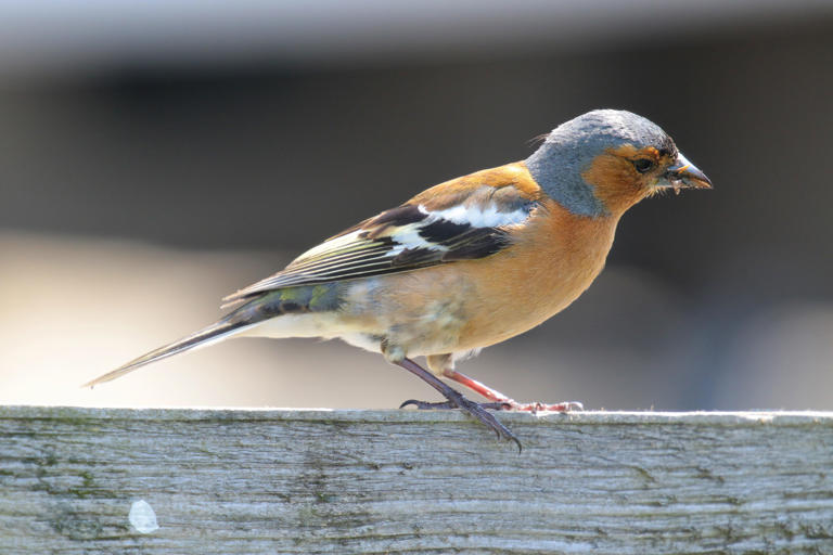 How bird feeders may be behind a sharp decline in beloved UK creatures