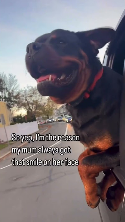 Facts! Funny & cute Rottweiler moments you’ll love