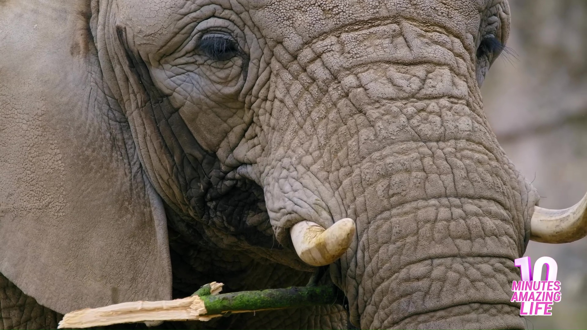 Zeldzaam moment van het dagelijkse leven van een olifant