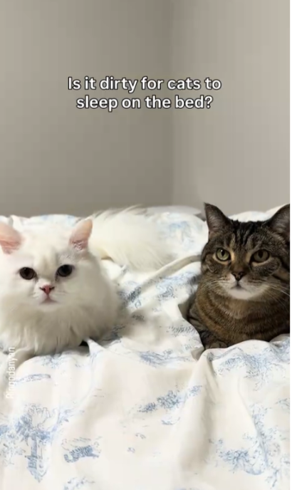 Why Cats Are the Best Bed Buddies?
