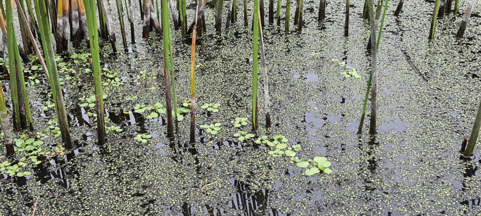 Los humedales guardan la memoria de la inundación