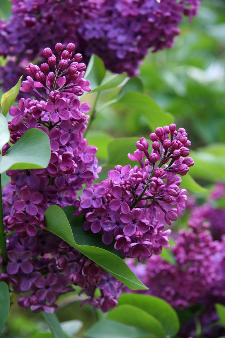 3 things to do with lilac after flowering, including the key pruning task