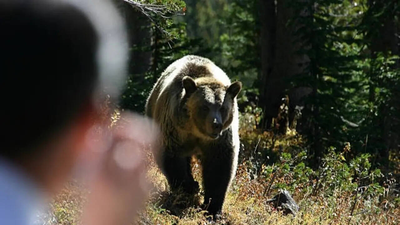 What to do if you encounter a bear in the wild: The most common ...