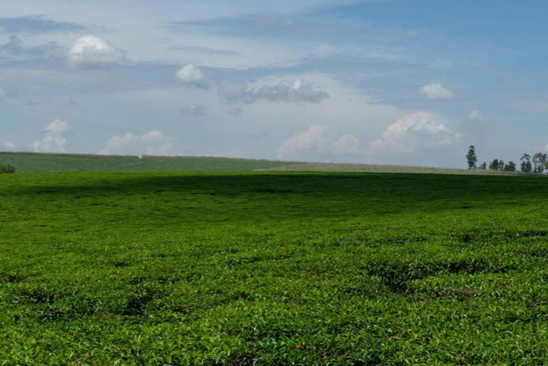 British cup of tea under threat as climate change could forever alter ...