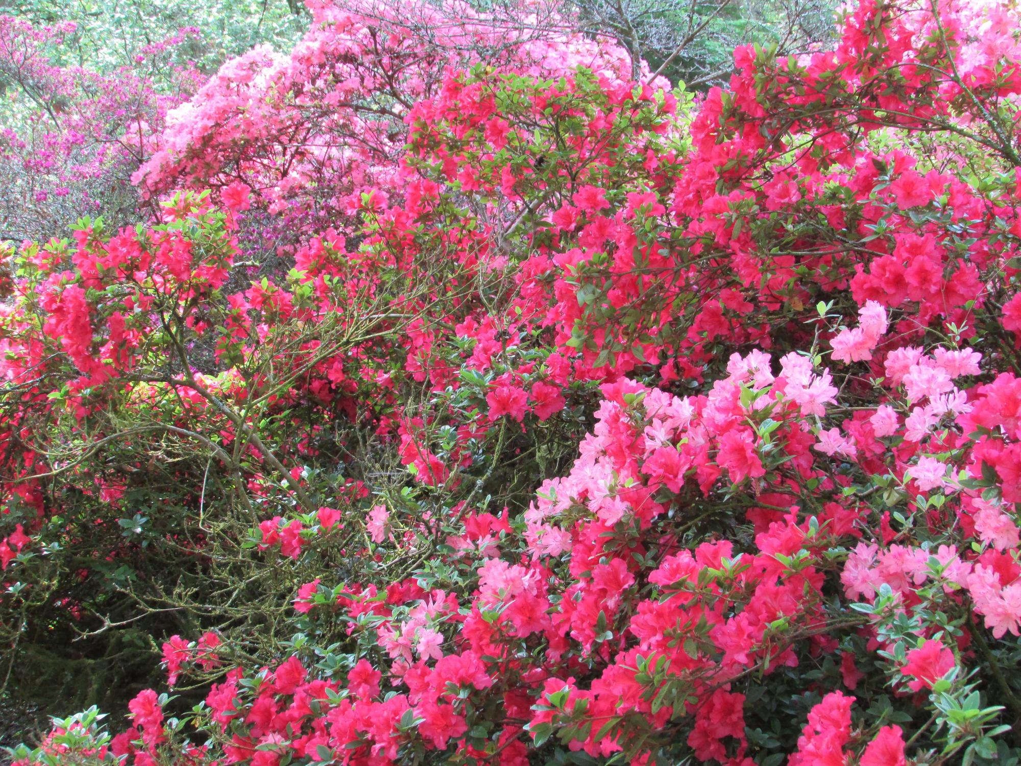 Amazing pictures capture colour blooms at Tilgate Park