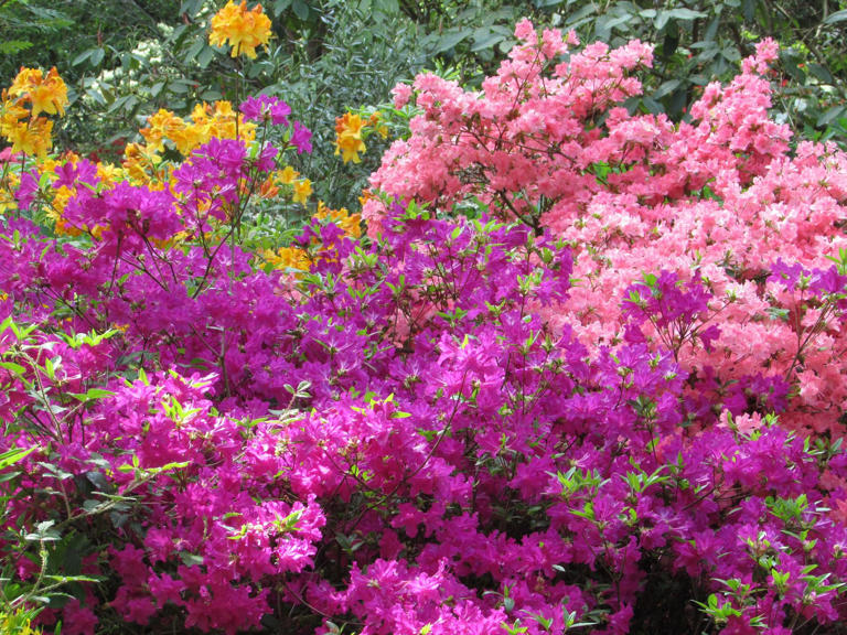 Amazing pictures capture colour blooms at Tilgate Park