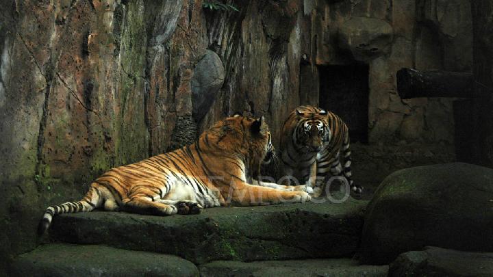 Tanggung jawab pakan Bandung Zoo beralih ke Pemkot Bandung
