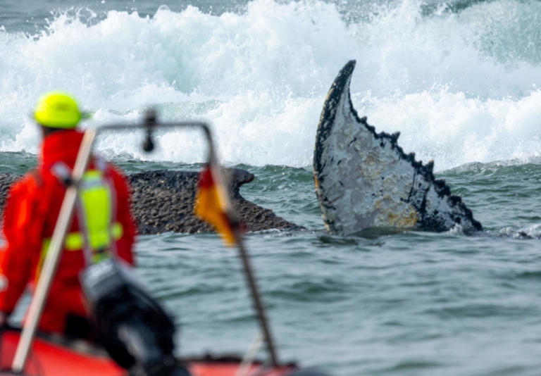 « Les animaux n’ont pas eu le temps de s’adapter au trafic maritime ...