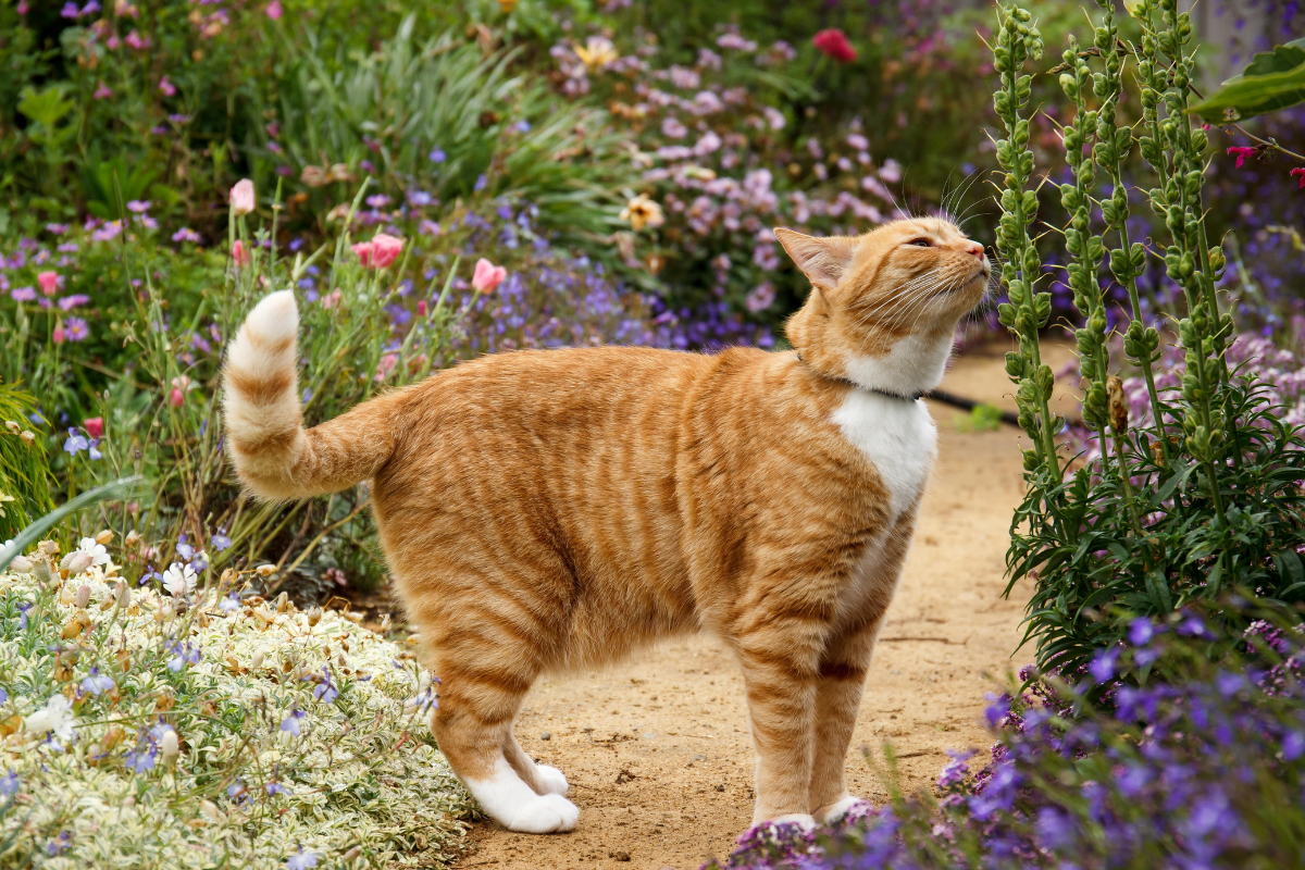 Fed up with your neighbour’s cat ruining your garden? These simple ...