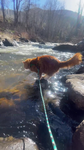 This cat’s balance skills have the internet laughing