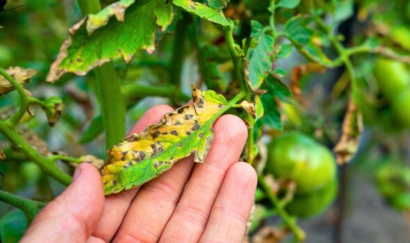 Tomatoes will stay strong and healthy in summer if you scatter a ...