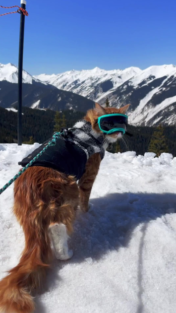 Adventure cat moments inspiring outdoor lovers everywhere