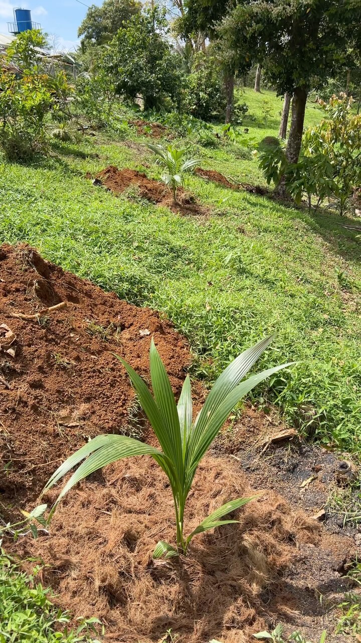 Planting dwarf aromatic coconut