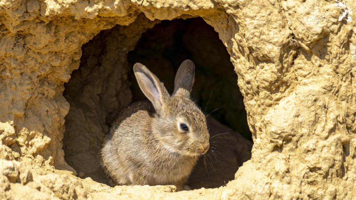 Castilla-La Mancha, en alerta: la invasión de los conejos ya pone en ...