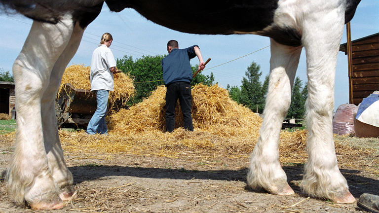 Harm reduction works. 'Wellness farms' won’t.