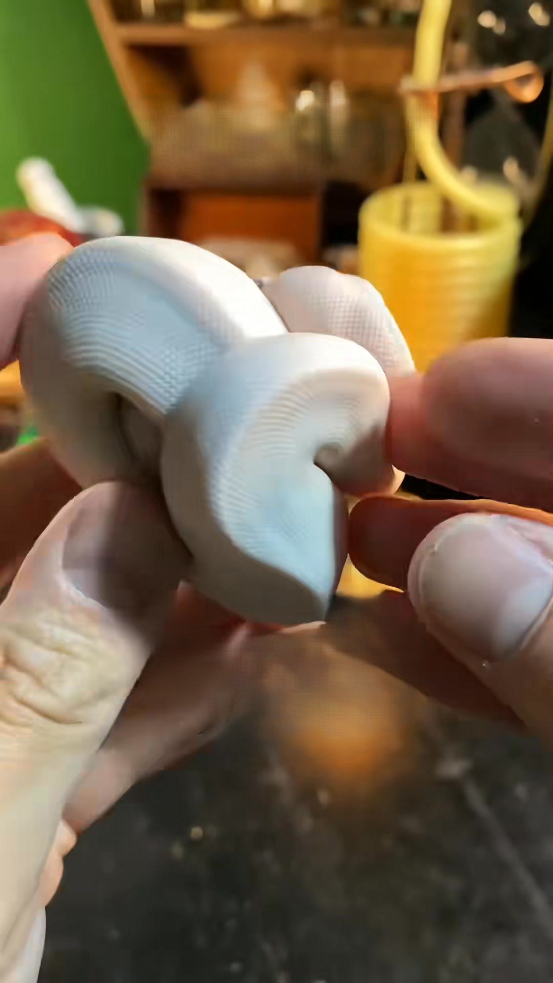 A closer look at Lucy from the Molinaro Snake Lab