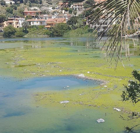 Il lago di Ganzirri tinto di giallo, ecosistema meraviglioso e insieme ...