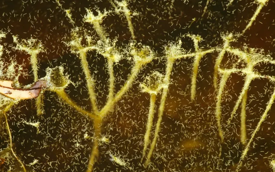 Pond organism rewrites genetic code by reassigning stop signals