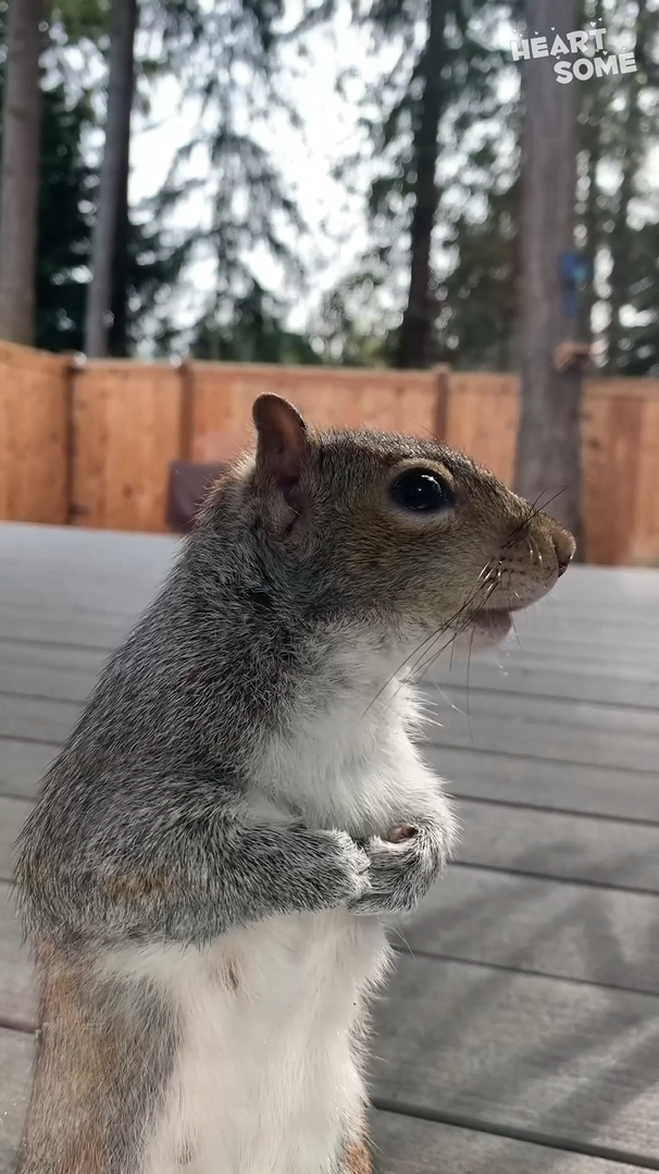 Gary the gray squirrel epic story of friendship and forgiveness