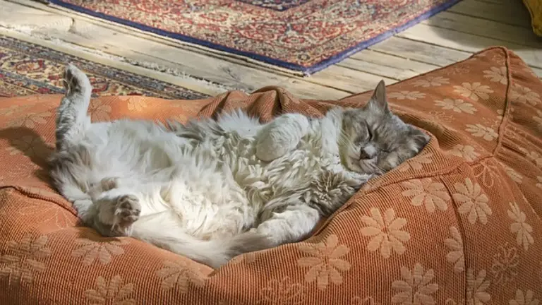 El ronquido felino: entre lo entrañable y una alerta de salud que ...
