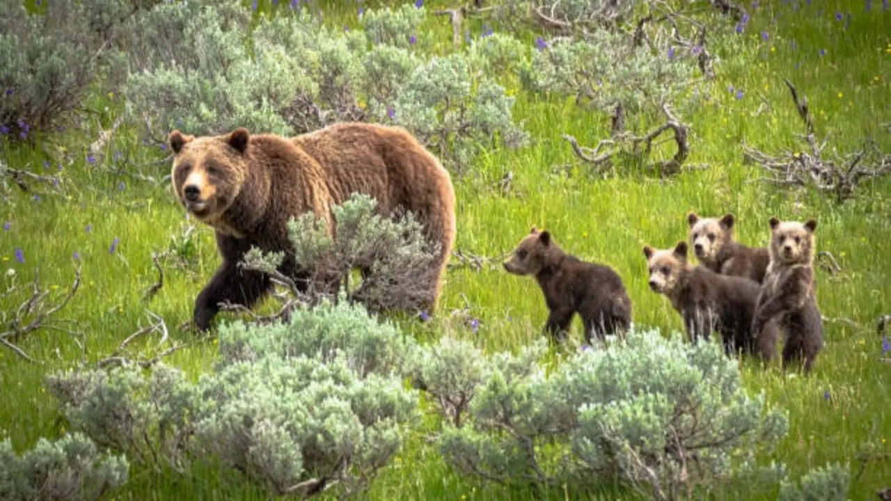What to do if you encounter a bear in the wild: The most common ...