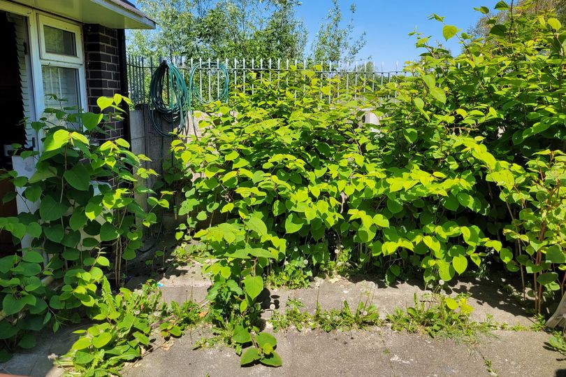 Japanese knotweed could cost UK households £12,000 in damages