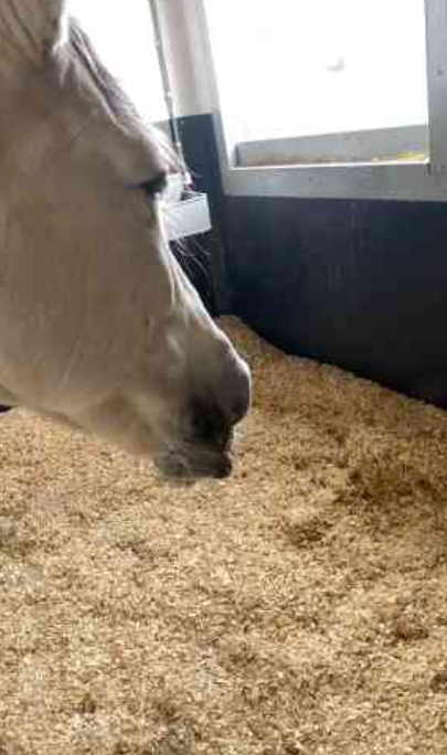Hard work or heaven? Pampered life of horses