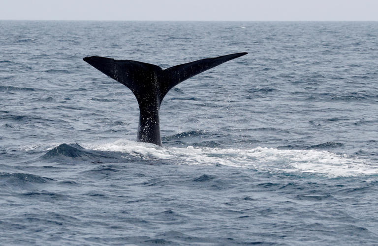 « Les animaux n’ont pas eu le temps de s’adapter au trafic maritime ...