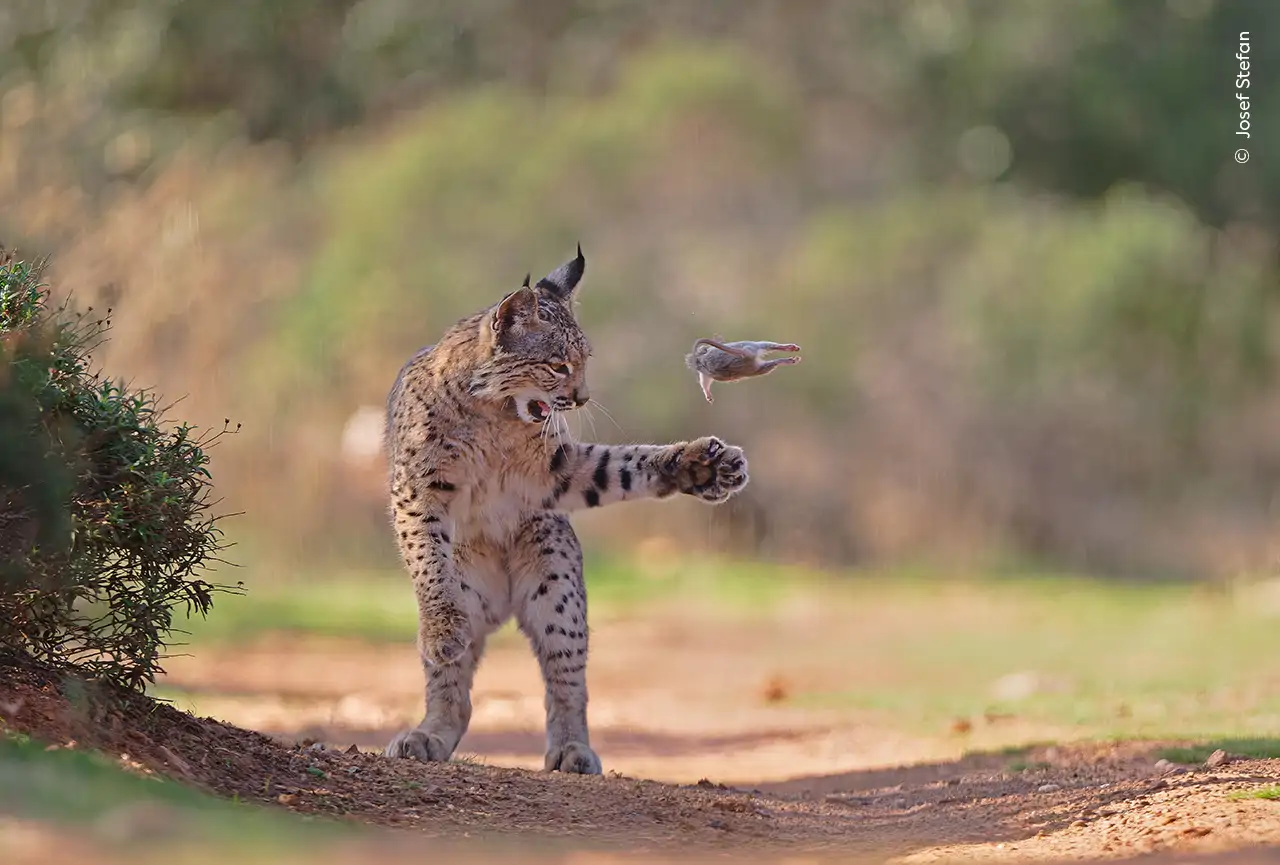 La paradoja del lince ibérico: allá donde se reintroduce aumenta el ...