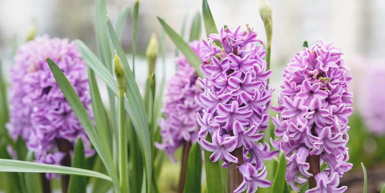 3 things to do with lilac after flowering, including the key pruning task
