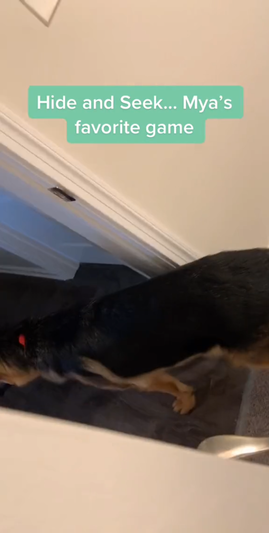 German Shepherd Plays Hide And Seek Mya Favorite Game Cute Dog Moment