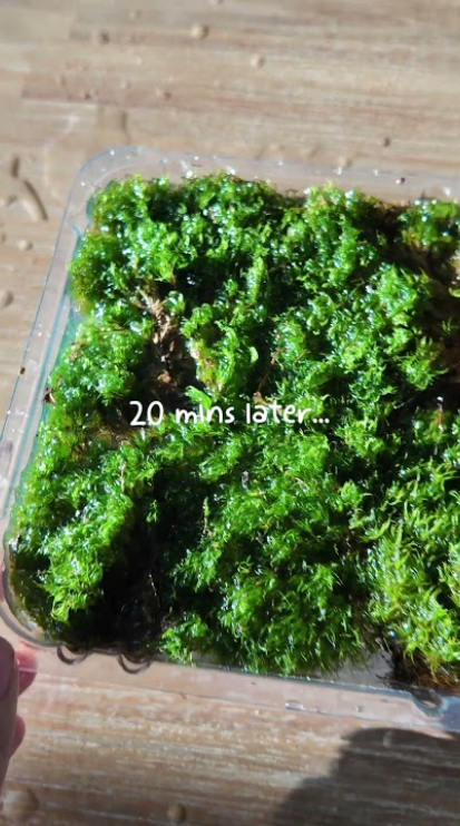 Can I revive this dried out moss