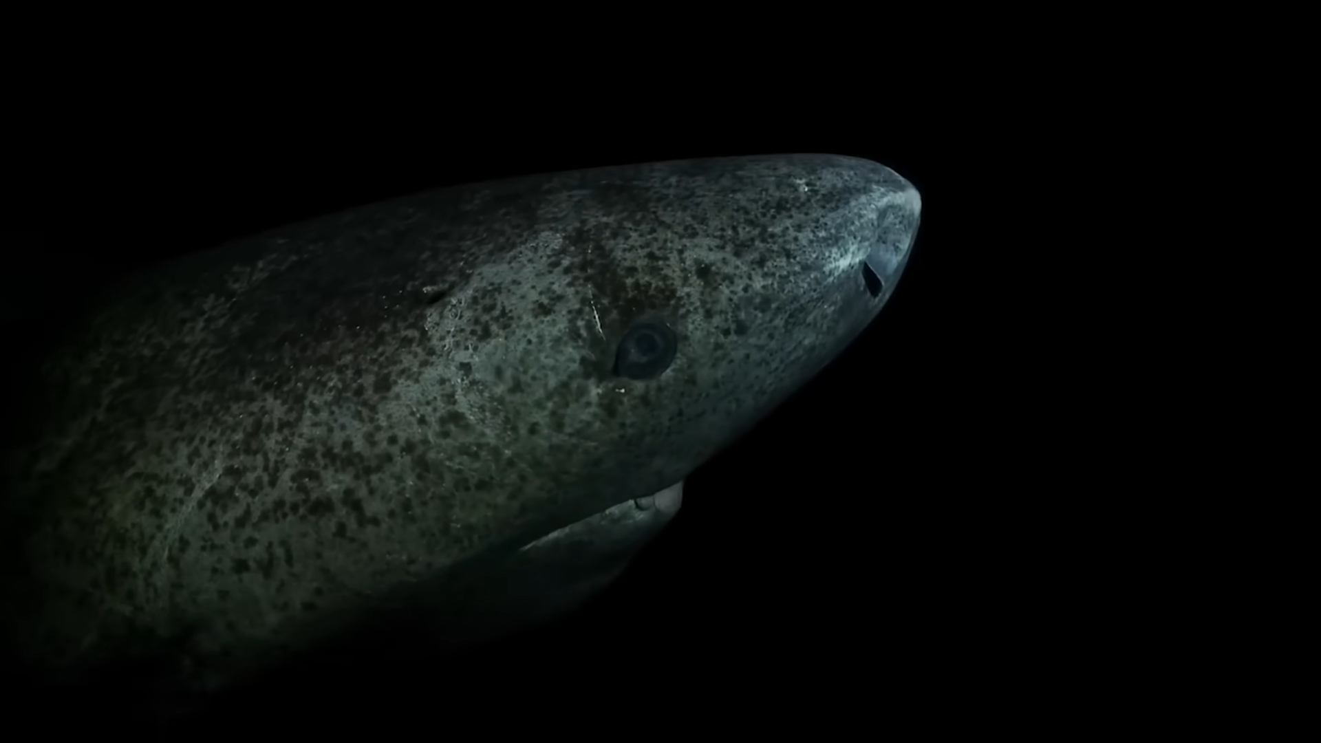 A shark was found in the Arctic - then its eyes revealed a 400-year secret