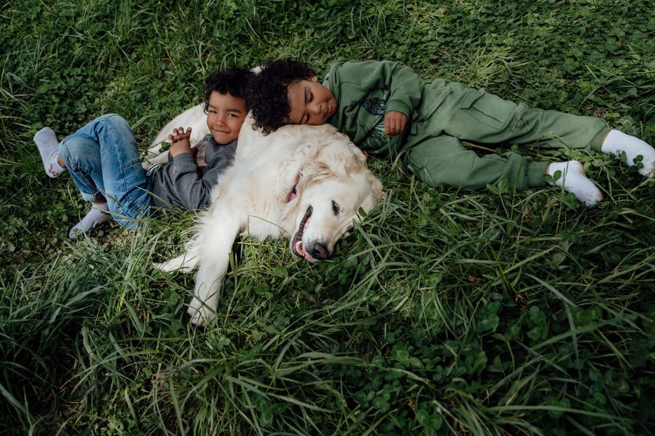 What's the best dog breed for your family? Experts share the top 10 ...