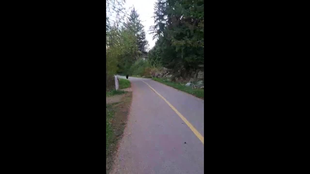 Man films terrifying encounter as bear stalks him down mountain path in ...