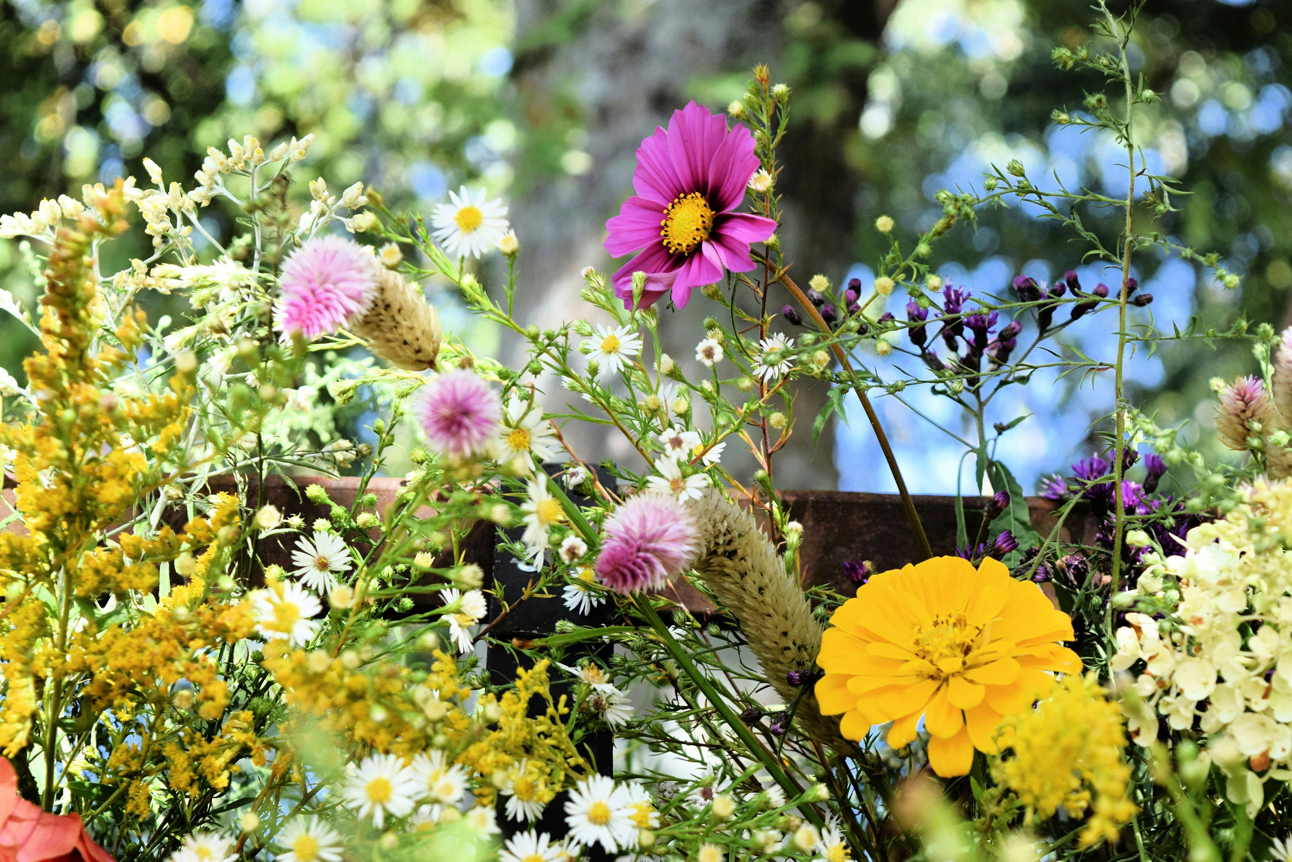 A 'Chelsea chop' in May can keep your garden flowering all summer long